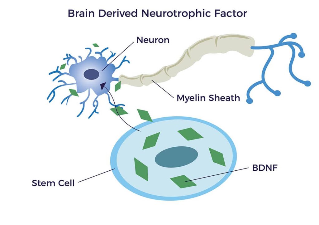 Brain Derived Neurotrophic Factor